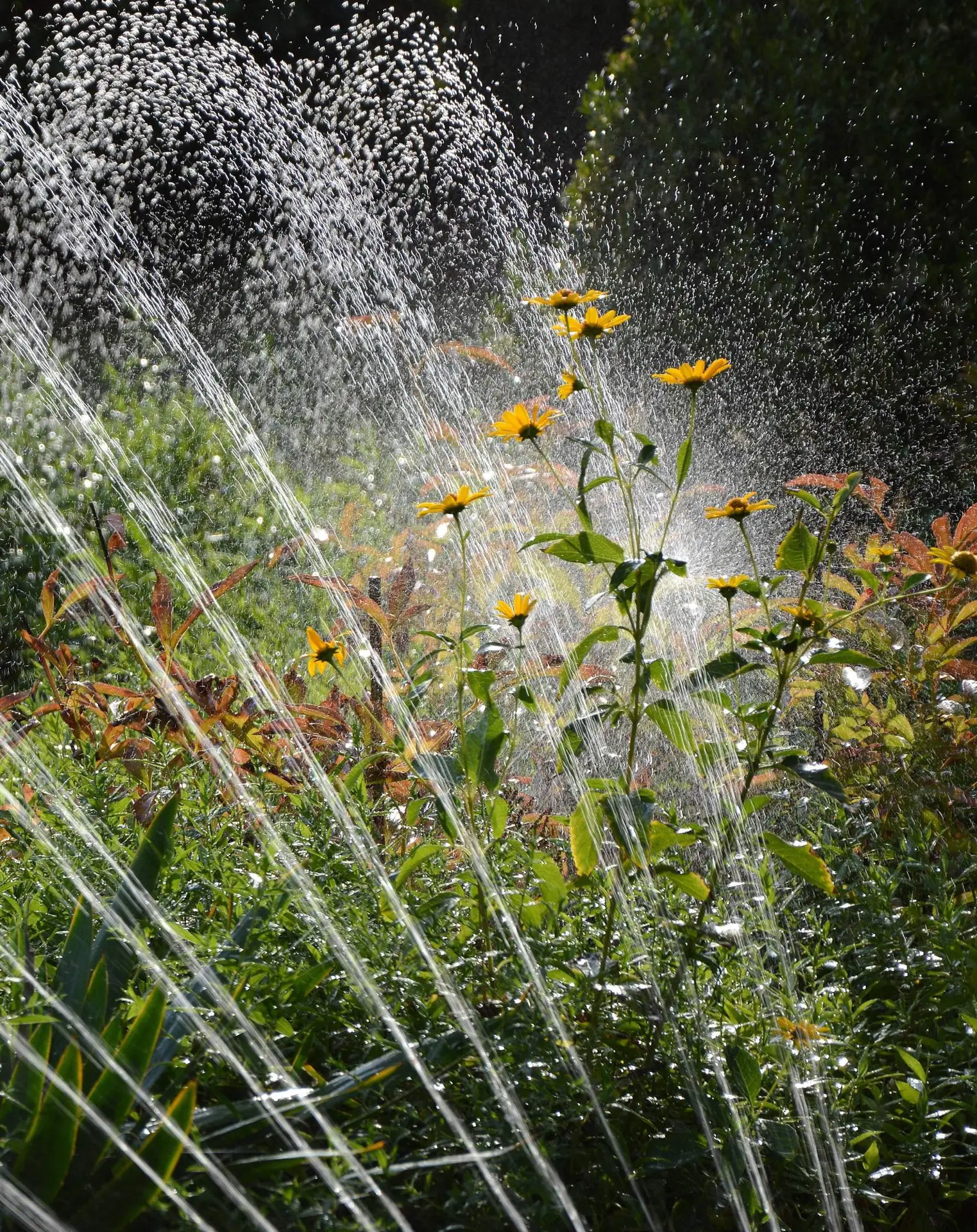 Arrosage automatique Saint Tropez - Azur Pool Concept